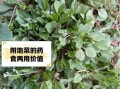 地菜的功效与作用_地菜怎么做好吃