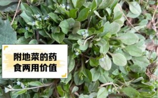 地菜的功效与作用_地菜怎么做好吃
