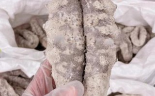 猪婆参的功效与作用_猪婆参怎么泡发