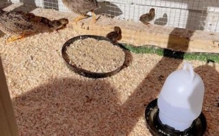 鹌鹑养殖技术视频_鹌鹑怎么养才能高产