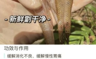 笋壳鱼的营养价值及功效_孕妇能吃吗