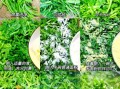 蒸茼蒿怎么蒸不黄_蒸茼蒿几分钟能熟