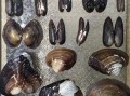野生河蚌吃什么食物_河蚌怎么捕食