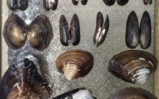 野生河蚌吃什么食物_河蚌怎么捕食