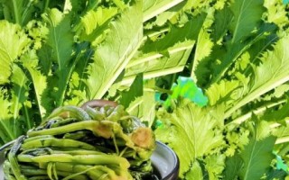 腌雪里蕻10斤放多少盐_一斤雪里蕻用多少盐