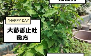 茴香籽治疝气真的有用吗_多久见效