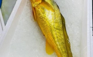 黄鱼多少钱一斤_野生大黄鱼价格
