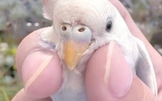 虎皮鹦鹉寿命有多长_如何延长虎皮鹦鹉寿命