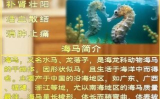 海马配什么药材补肾最佳_海马补肾壮阳配方
