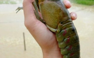 澳洲淡水小龙虾骗局_如何识别真假养殖项目