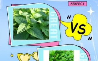 藿香和鱼香菜的区别_怎么区分藿香与鱼香菜