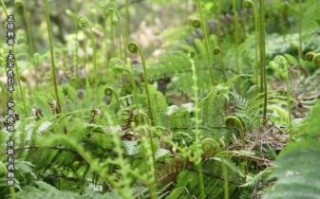 野蕨菜致癌是真的吗_野蕨菜怎么吃才安全