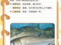 皖鱼刺多吗_皖鱼适合宝宝吃吗