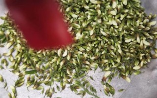 槐树花包子馅怎么做_槐树花包子馅的做法窍门