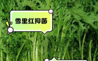 雪里红的功效与作用_雪里红怎么吃最营养