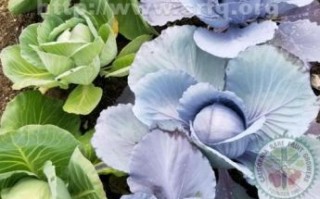 how_to_store_chinese_cabbage_long_term_what_is_chinese_cabbage