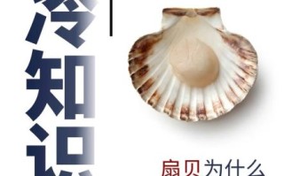 鲜贝和扇贝的区别_如何一眼分辨