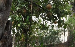 人参果树长什么样_人参果树图片真实吗