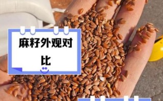 胡麻籽和亚麻籽的区别_哪个更好