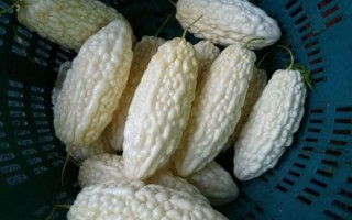 白苦瓜怎么挑选_白苦瓜的功效与作用