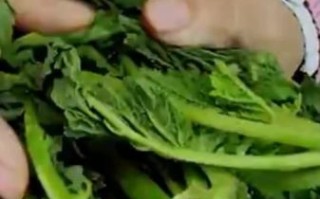 雪里红怎么快速腌制_雪里红腌制多久能吃