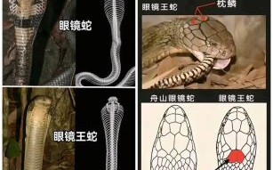 大王蛇和眼镜王蛇谁厉害_毒性对比与实战分析