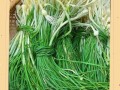 野葱多少钱一斤_野葱价格受哪些因素影响