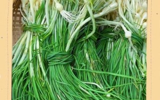 野葱多少钱一斤_野葱价格受哪些因素影响