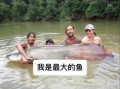 最大的淡水鱼是什么_能长多大