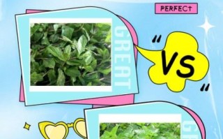 烧仙草是什么植物_烧仙草和仙草冻区别