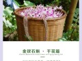 金钗石斛的功效与作用_金钗石斛怎么吃最好