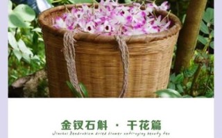 金钗石斛的功效与作用_金钗石斛怎么吃最好