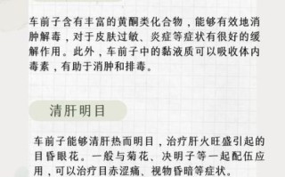 车前子能治疗哪些病_车前子泡水喝的功效