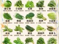 绿色蔬菜图片大全_有哪些常见品种