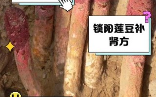 锁阳配什么壮阳最好_锁阳壮阳搭配有哪些