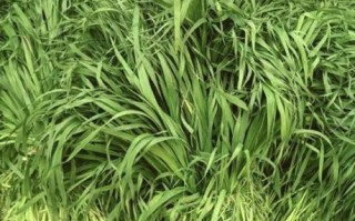 提摩西草在农村叫什么_提摩西草农村土名有哪些