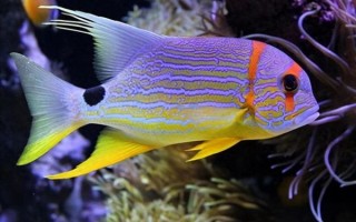 热带鱼图片怎么拍_热带鱼品种大全