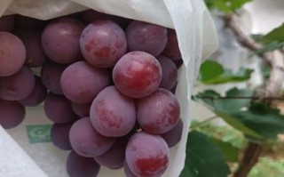 红提葡萄多少钱一斤_2024最新行情