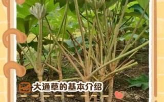 通草图片_通草的功效与作用