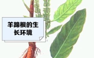 羊蹄根图片长什么样_羊蹄根的功效与作用有哪些