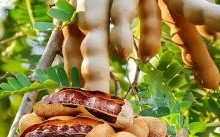 甜酸角的功效与作用_甜酸角怎么吃最健康