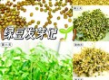 家庭绿豆芽怎么种_绿豆芽发芽温度多少合适