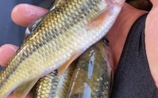 淡水石斑鱼图片有几种_淡水石斑鱼品种大全