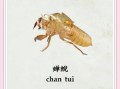 蝉蜕读音是什么_蝉蜕怎么读拼音