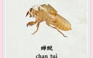 蝉蜕读音是什么_蝉蜕怎么读拼音