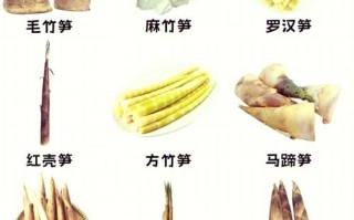 笋图片大全_春笋和冬笋的区别