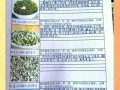 绿豆发芽观察日记8天怎么做_绿豆芽每天变化记录