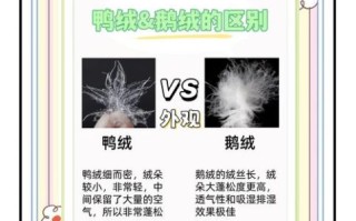 白鸭绒和白鹅绒哪个更保暖_白鸭绒和白鹅绒的区别