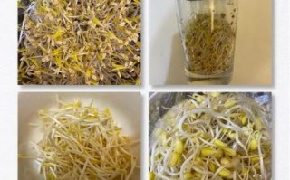 怎么发豆芽_家庭发豆芽的详细步骤