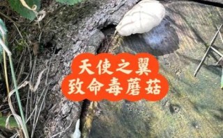 中国十大剧毒蘑菇有哪些_误食后怎么办